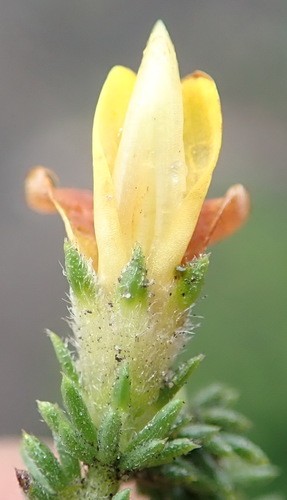 Aspalathus opaca - PictureThis