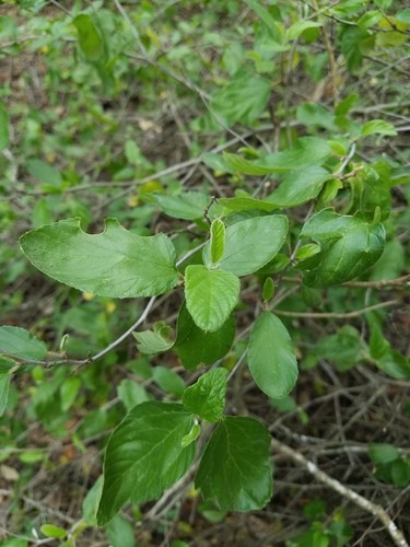 Colubrina texensis - PictureThis