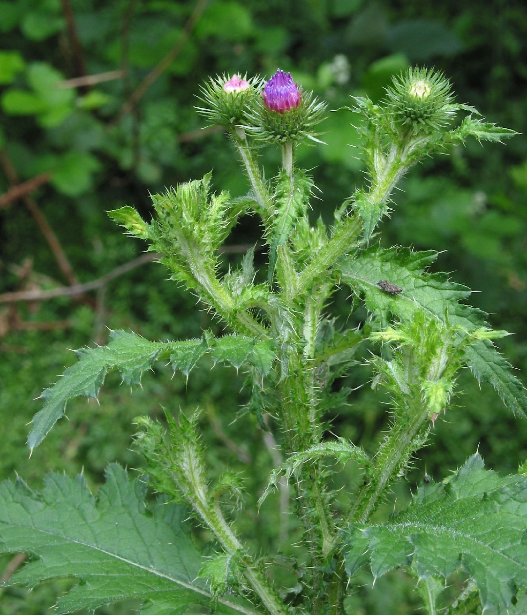 Cardo de burro (Carduus crispus) - PictureThis