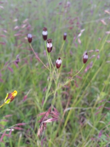 Porophyllum linaria - PictureThis
