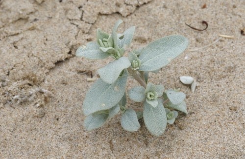 Atriplex leucophylla - PictureThis