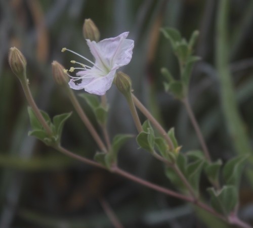 Trompeta de Ángel (Acleisanthes longiflora) - PictureThis