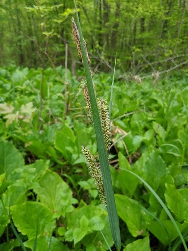 Hairy sedge (Carex lacustris) Flower, Leaf, Care, Uses - PictureThis