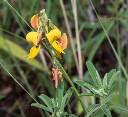 Low rattlebox (Crotalaria pumila) Flower, Leaf, Care, Uses - PictureThis