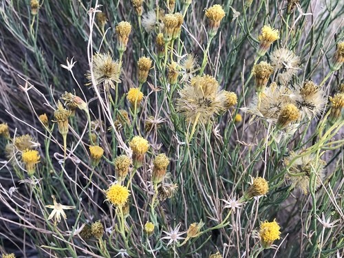Jarilla (Porophyllum scoparium) - PictureThis