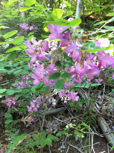 Borstige Robinie (Robinia hispida) - PictureThis