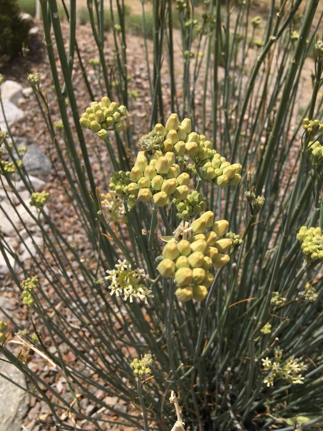 Asclepias subulata - PictureThis
