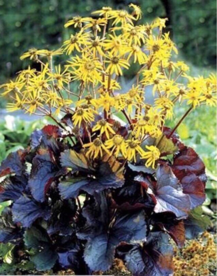 Plantas de leopardo (Ligularia) - PictureThis