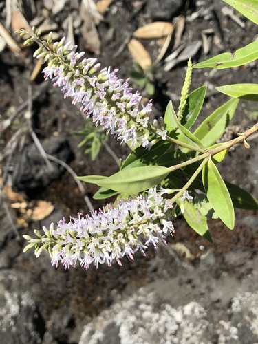Koromiko (Veronica stricta) Flower, Leaf, Care, Uses - PictureThis
