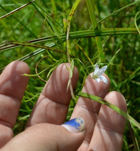Marsh bellflower (Campanula aparinoides) Flower, Leaf, Care, Uses ...
