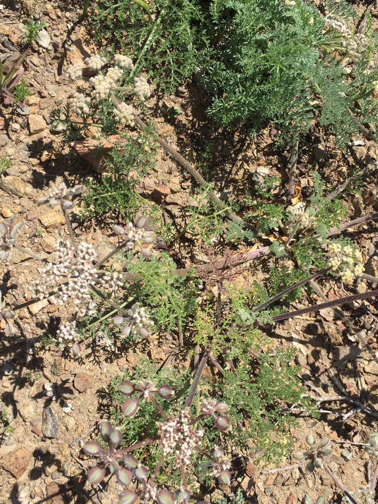 Ломациум (Lomatium) - PictureThis