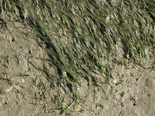 Dwarf eelgrass (Zostera noltii) Flower, Leaf, Care, Uses - PictureThis