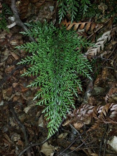 Asplenium richardii - PictureThis