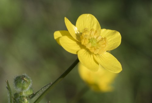 Ranunculus canus - PictureThis