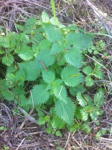 Chichicastle (Urtica chamaedryoides) - PictureThis