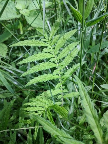 Harvestlice (Agrimonia parviflora) Flower, Leaf, Care, Uses - PictureThis