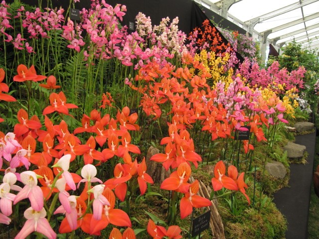 Disa bracteata - PictureThis