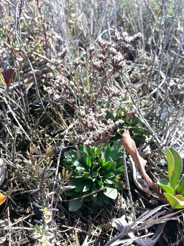 Algerian sea lavender (Limonium ramosissimum) Flower, Leaf, Care, Uses ...