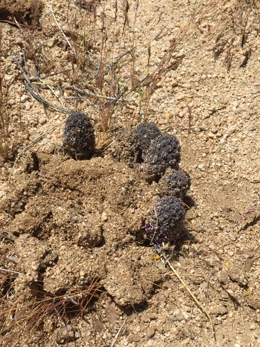 Desert christmas tree (Pholisma arenarium) Flower, Leaf, Care, Uses ...