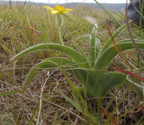 African potato (Hypoxis hemerocallidea) Flower, Leaf, Care, Uses ...
