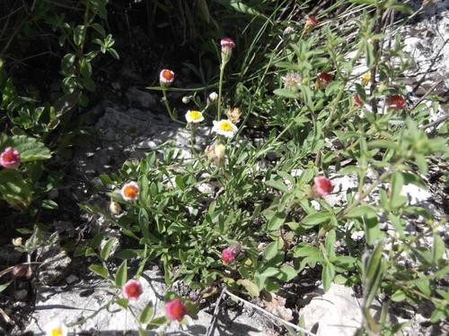 Manzanilla cimarrona (Erigeron pubescens) - PictureThis