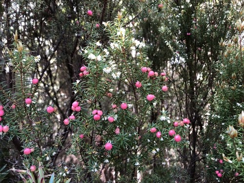 Leptecophylla juniperina - PictureThis