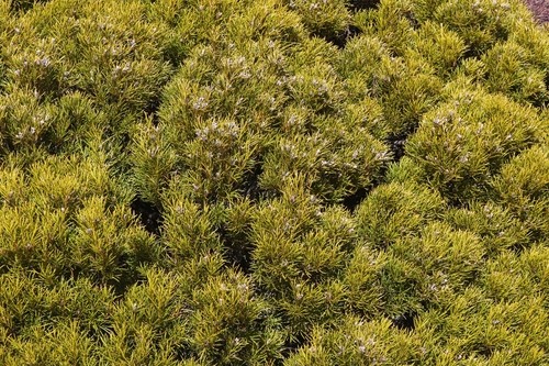 Orites - PictureThis