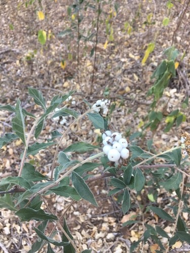 Tournefortia mutabilis - PictureThis