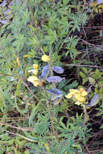 Bushy rattlepod (Crotalaria grahamiana) Flower, Leaf, Care, Uses ...