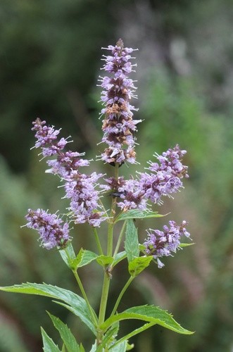 Hierbabuena (Mentha spicata) - PictureThis