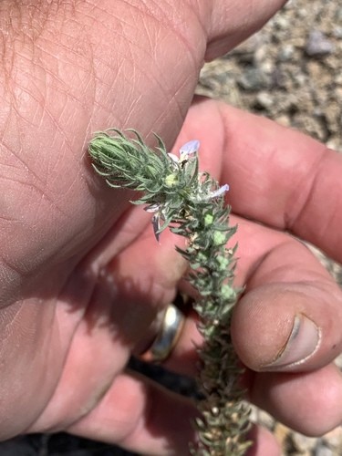 Dwarf germander Care (Watering, Fertilize, Pruning, Propagation ...