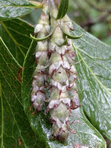 Garrya fremontii - PictureThis