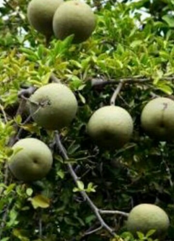 Limonia Flower, Leaf, Care, Uses - PictureThis