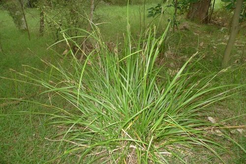 Carex lambertiana Flower, Leaf, Care, Uses - PictureThis