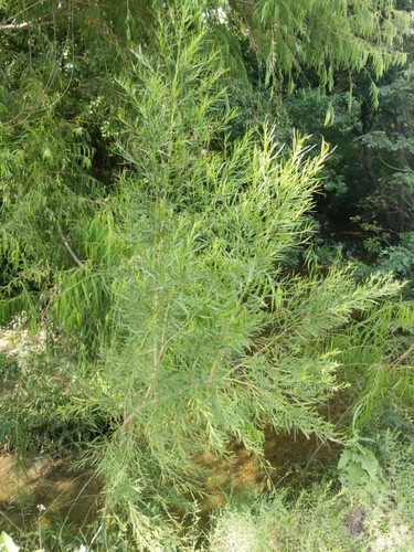 Baccharis Neglecta (Baccharis neglecta) - PictureThis