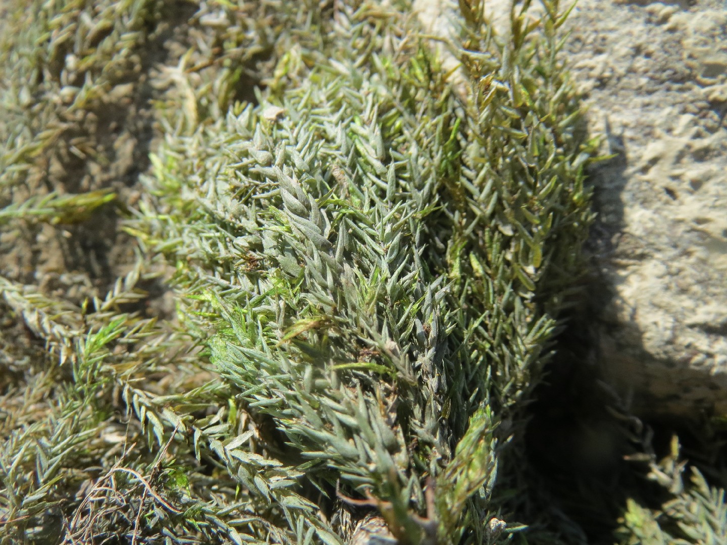 Brook moss Care (Watering, Fertilize, Pruning, Propagation) - PictureThis