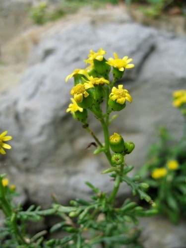 Senecio lautus - PictureThis