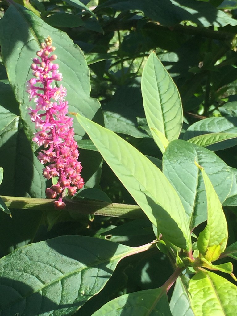 Fitolacas (Phytolacca) - PictureThis