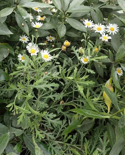 Marguerite daisy (Argyranthemum frutescens) Flower, Leaf, Care, Uses ...