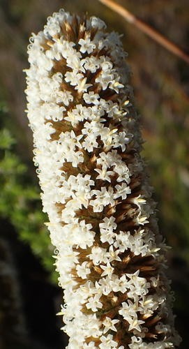 Stoebe alopecuroides Flower, Leaf, Care, Uses - PictureThis