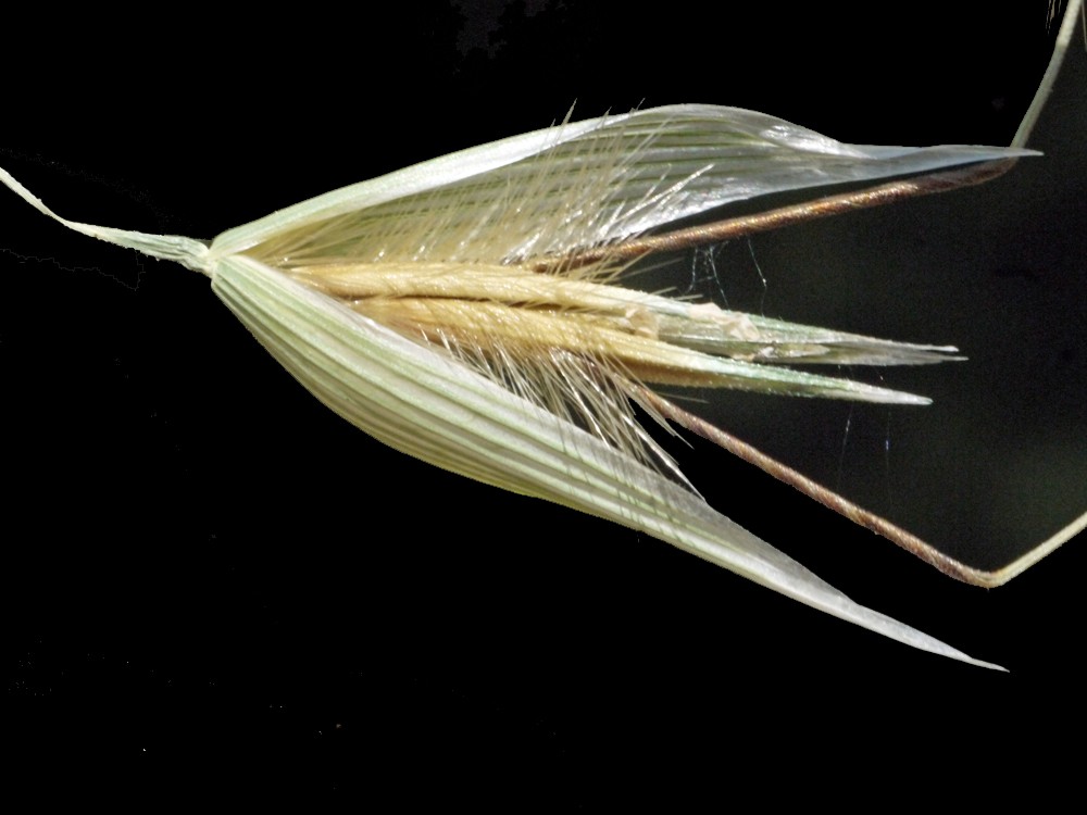 Animated oat (Avena sterilis) Flower, Leaf, Care, Uses - PictureThis
