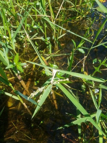 Swamp rice grass (Leersia hexandra) Flower, Leaf, Care, Uses - PictureThis