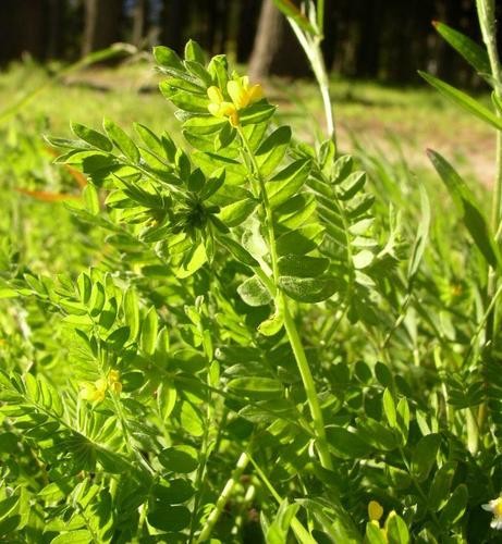 Cераделла сжатая (Ornithopus compressus) - PictureThis