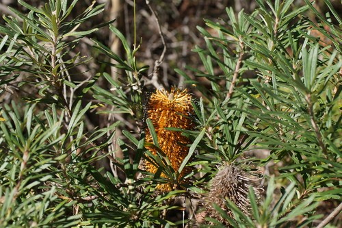 Banksia neoanglica - PictureThis