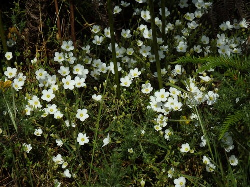 Mountain sandwort Care (Watering, Fertilize, Pruning, Propagation ...
