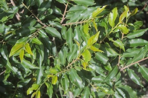 Licaria Care (Watering, Fertilize, Pruning, Propagation) - PictureThis