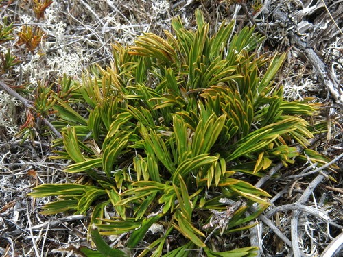 Aciphylla monroi Flower, Leaf, Care, Uses - PictureThis