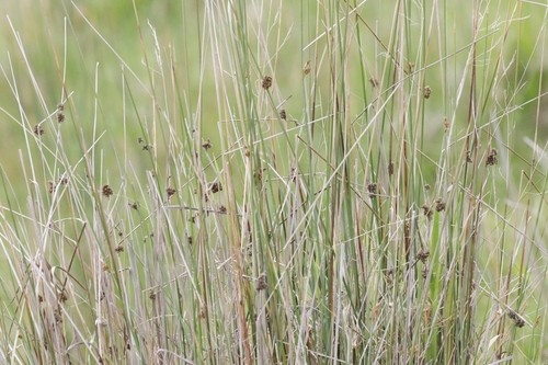 Knobby club-rush (Ficinia nodosa) Flower, Leaf, Care, Uses - PictureThis