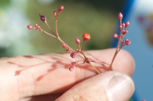 Jewels-of-opar (Talinum paniculatum) Flower, Leaf, Care, Uses - PictureThis