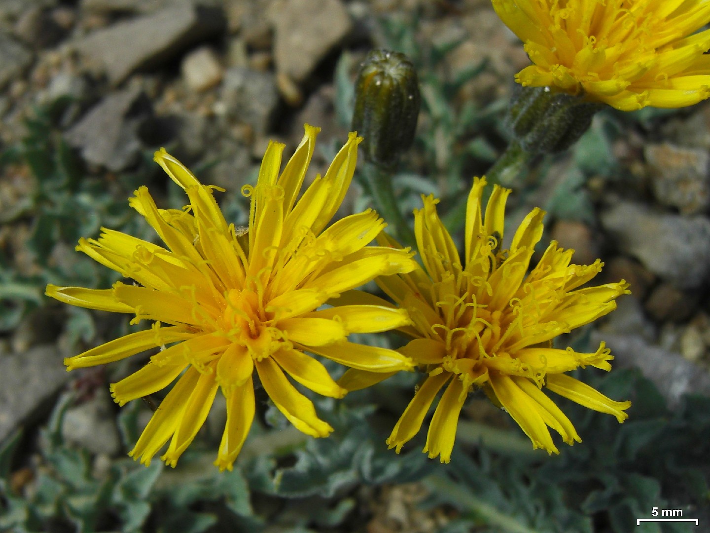 Crepis occidentalis - PictureThis